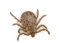 Brooks Pest Control | Tick Yard Extermination Services